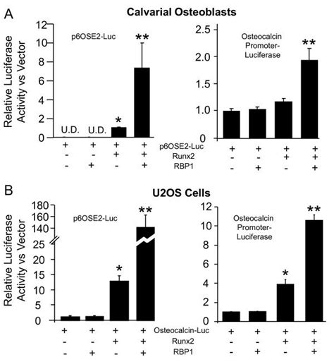 Rbp1 Is A Runx2 Coactivator In Both U2os Osteosarcoma And Mouse Download Scientific Diagram