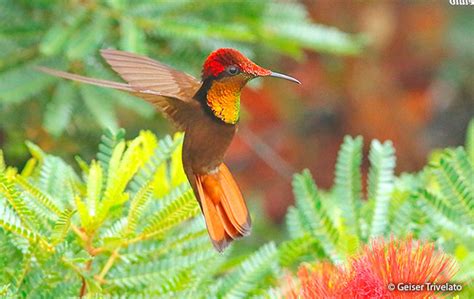 Ruby Topaz Hummingbird Chrysolampis Mosquitus Peru Aves