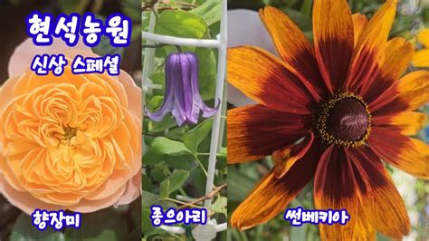현석농원 신상스페셜 썬베키아 종으아리 접시꽃 목백일홍분재 향장미 Youtube