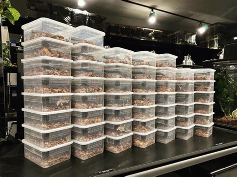 크레스티드 게코 소량 입고 노멀 1만원 릴리화이트 7만원 ~ 분양 서울 구로 파충류샵 마린렙타일 개봉점 네이버 블로그