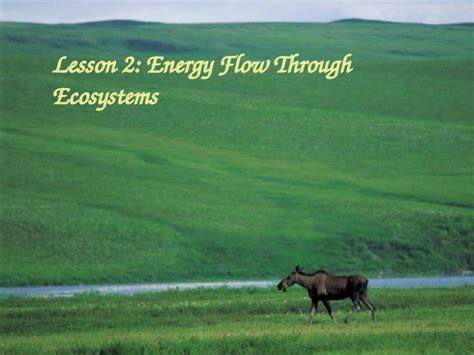 Ppt Lesson 2 Energy Flow Through Ecosystems Physical Aspects In An