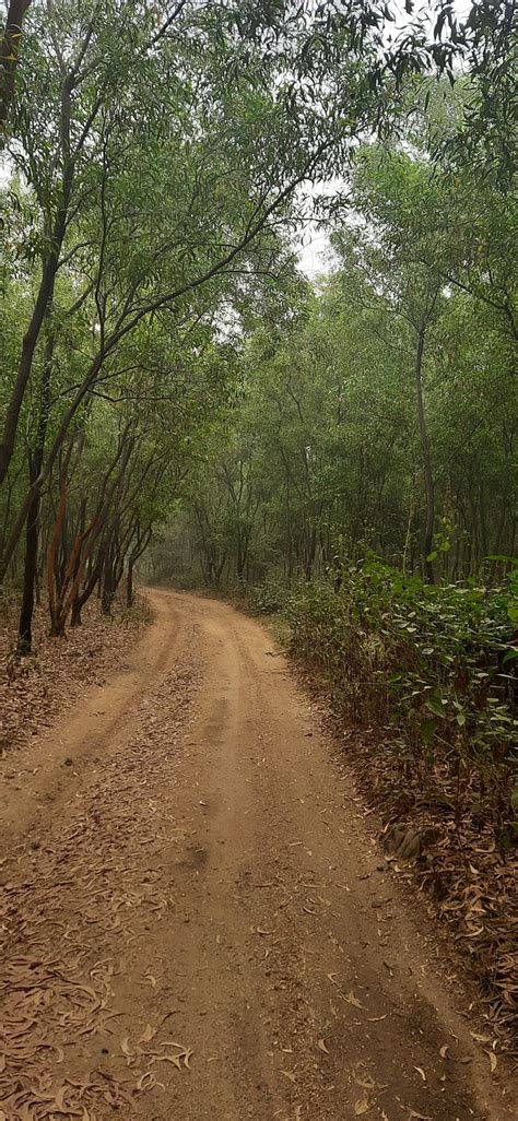 Trees Jungle Off Road In The Free Photo On Pixabay Pixabay