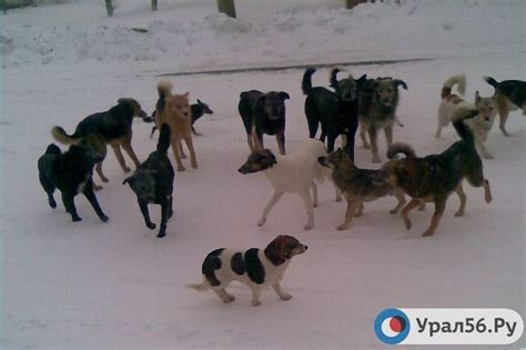 В Орске одна стая собак за сутки покусала 6 человек из них двое дети Урал56 Ру Новости