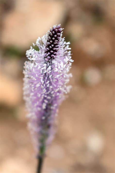 Plantago Media Has Several Applications Such As Antimicrobial Anti Inflammatory Anti