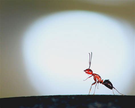 Ant Bug Insect Free Photo On Pixabay