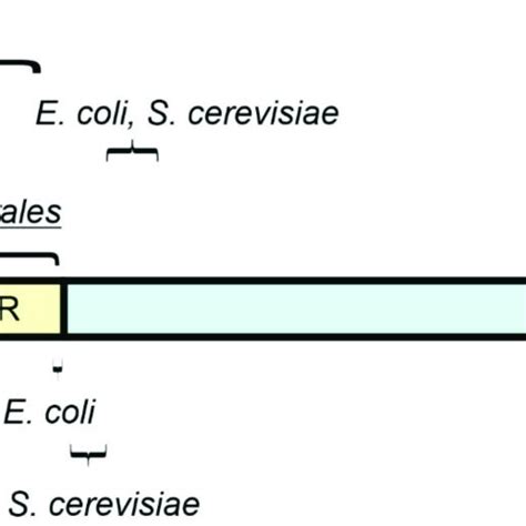 Inverted Repeat Sequences Can Form Different Types Of Double Stranded Download Scientific