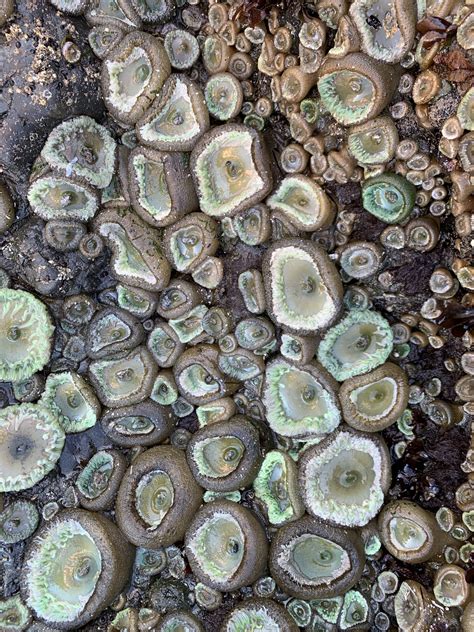 Parallel Evolution The Ecosystem Guild