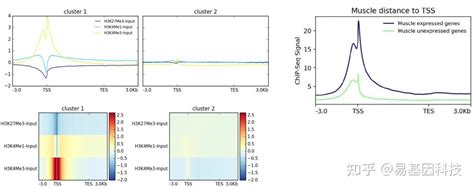 Chip Seq应用领域、研究思路、数据挖掘、下游实验、实验关键 易讲堂 知乎