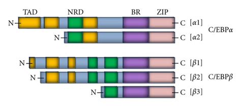 Schematic representation of the C EBPα and C EBPβ isoforms TAD Download Scientific Diagram