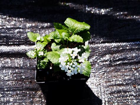 Pachyphragma Macrophyllum Stock Image Image Of Pachyphragma 72350645