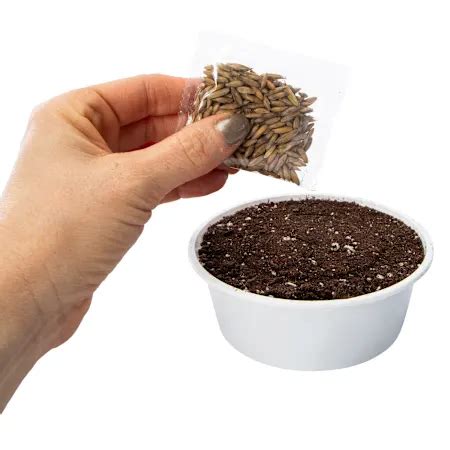 Catnip Garden Cat Grass Kit Five Below