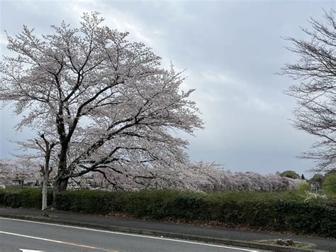 下野市烏ヶ森公園周辺の桜が見頃を迎えています一面ピンクの色でとても綺麗 号外NET ピックアップ栃木