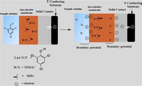 Solid‐contact Sensor Based On Molecularly Imprinted Polymers Mips For Direct Potentiometric