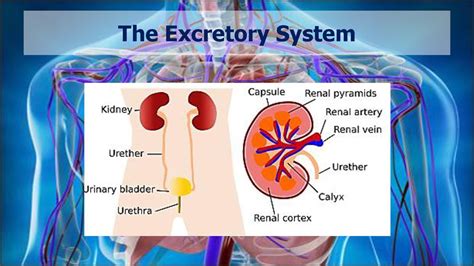 Body System Interactions Ppt Download