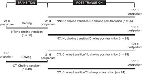Diagram Of The Experiment Cows Were Blocked By Parity Group Prepartum Download Scientific