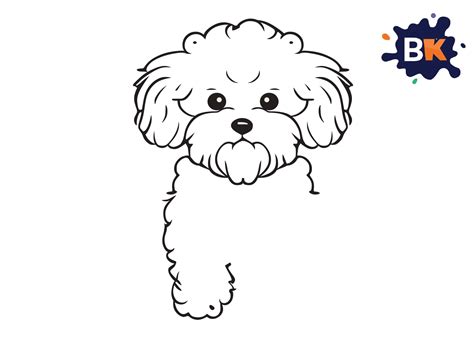 How To Draw A Cavapoo Step To Step Guide