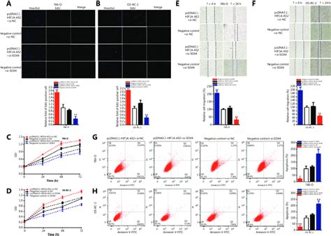 Hif1a As2 Positively Regulates Sox4 Expression Via Sponging Mir 30a 5p