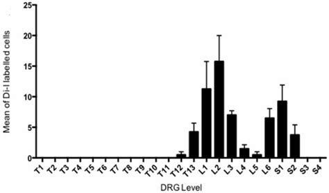 Retrograde Dii Labeling From Bilateral Injections Into Each Uterine Download Scientific Diagram