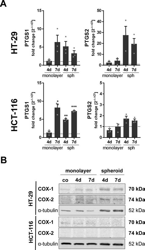 Three Dimensional Growth Reveals Fine Tuning Of 5 Lipoxygenase By Proliferative Pathways In