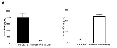 B Hifngr1 Hifng Mice 百奥赛图官网