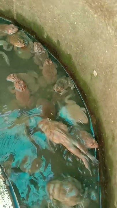 កង្កែប Youtube