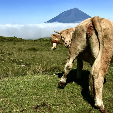 53 Best Pico Island Images On Pholder Tropico Earth Porn And Europe