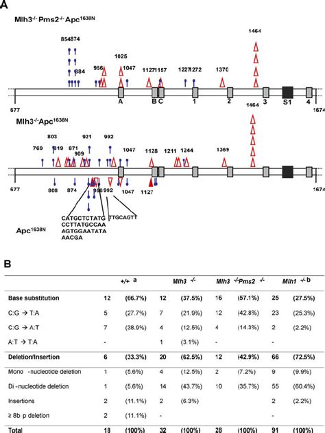 Distribution Of Apc Mutations A Diagram Of Apc Between Codons 677
