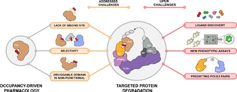 Protein Degradation