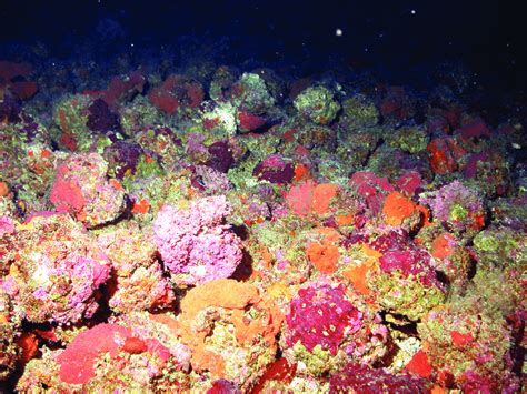 17 A Field Of Algal Nodules Within The Coralline Algae Zone Coralline Download Scientific
