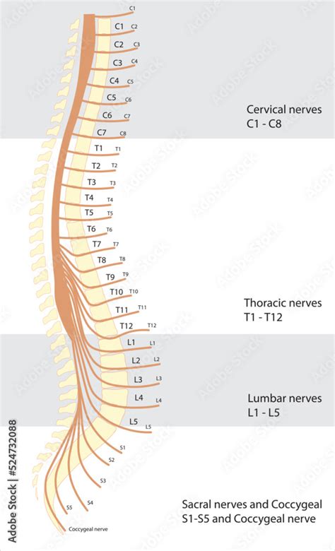 Human Column Nerve Segmentation Illutration Vertebral Column Division In To Cervical Thoracic