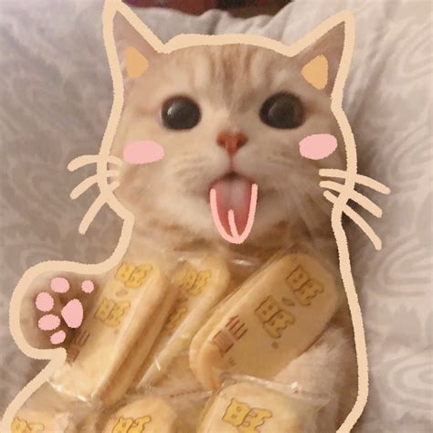 橘猫沙梨sally 高清图片，堆糖，美图壁纸兴趣社区