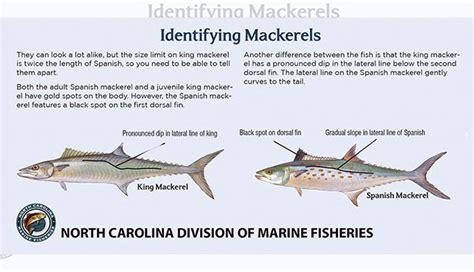 Which One Is It Spanish Mackerel Or King Carolina Sportsman