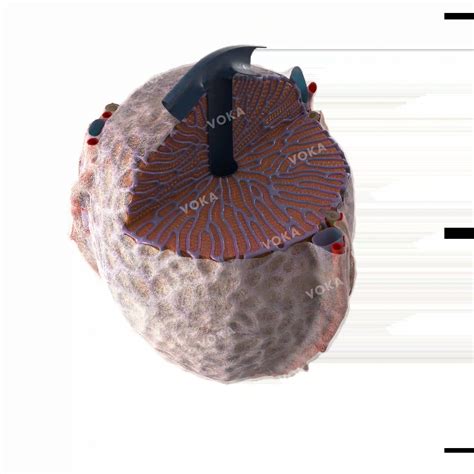 Liver Lobule Image 25186 Voka Shop
