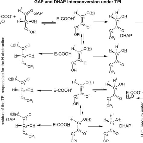 DHAPGAP Interconversion By TPI Triose Phosphate Isomerase Showing
