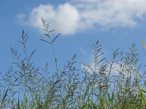 Para Grass Brachiaria Mutica Feedipedia