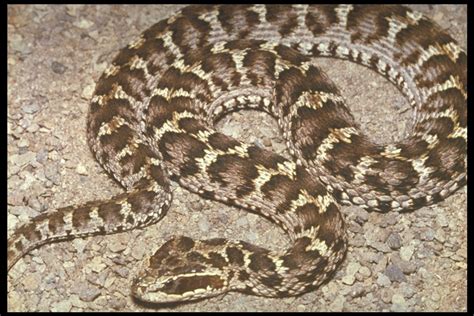 Gloydius Blomhoffii Ecured