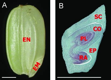 Structure Of The Rice Seed And Its Embryo A Morphology Of A Mature Download Scientific