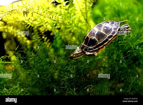 Aquariums Turtle Fotos Und Bildmaterial In Hoher Auflösung Alamy