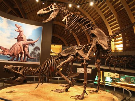 Everything You Want To Know About Dinosaur Sexual Anatomy And