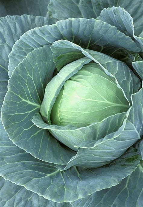 Cooking And Baking 과일과 채소 양배추 허브