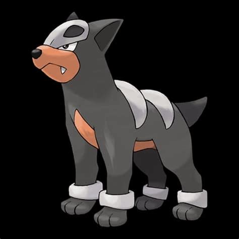 Houndour Pokémon Go Best Moveset Counters Max Cp And Stats