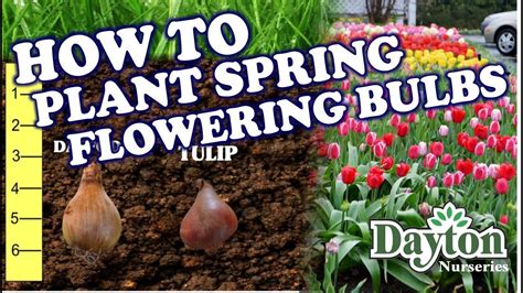 Best Time To Plant Bulbs In Spring At Therese Arnold Blog