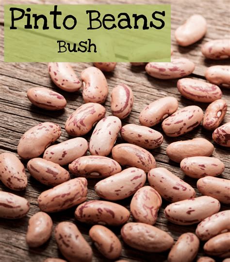 Pinto Beans