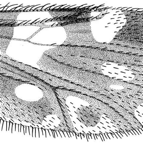 Schematic Illustration Of The Wing Pattern Of Culicoides Paradoxalis