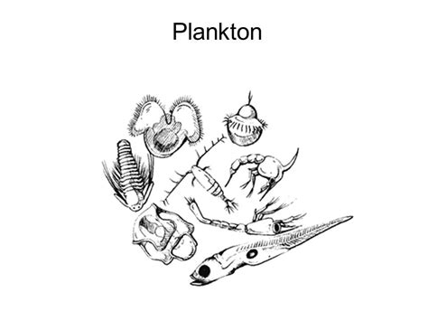 Plankton Drawing At GetDrawings Free Download