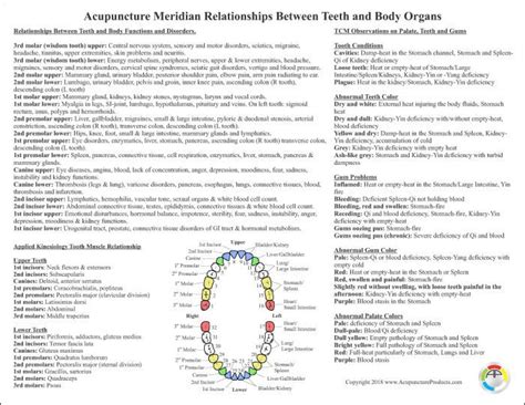 Dental Tooth Acupuncture Meridian Chart Acupuncture Charts