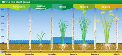 Farming Methods Rice