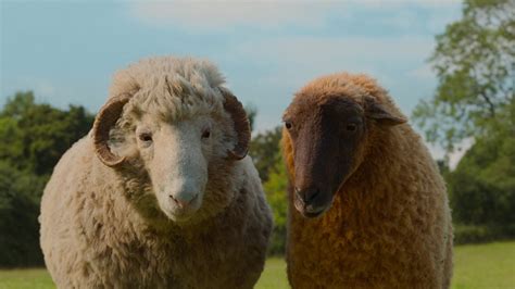 The Sheep Detectives Official Crossing The Road Clip
