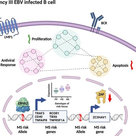 Interaction Between Ebv And Ms Risk Loci In The Latency Iii Infected B Download Scientific