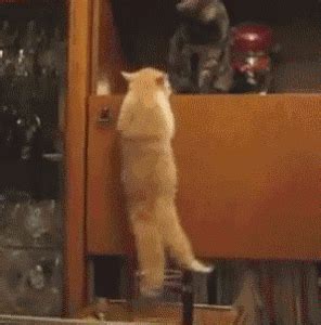 Cat Epic Fail 